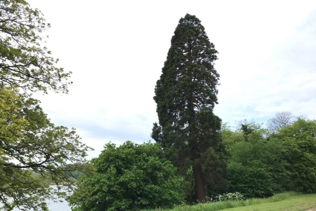 The Mammoth Tree – The Augustenborg Guide